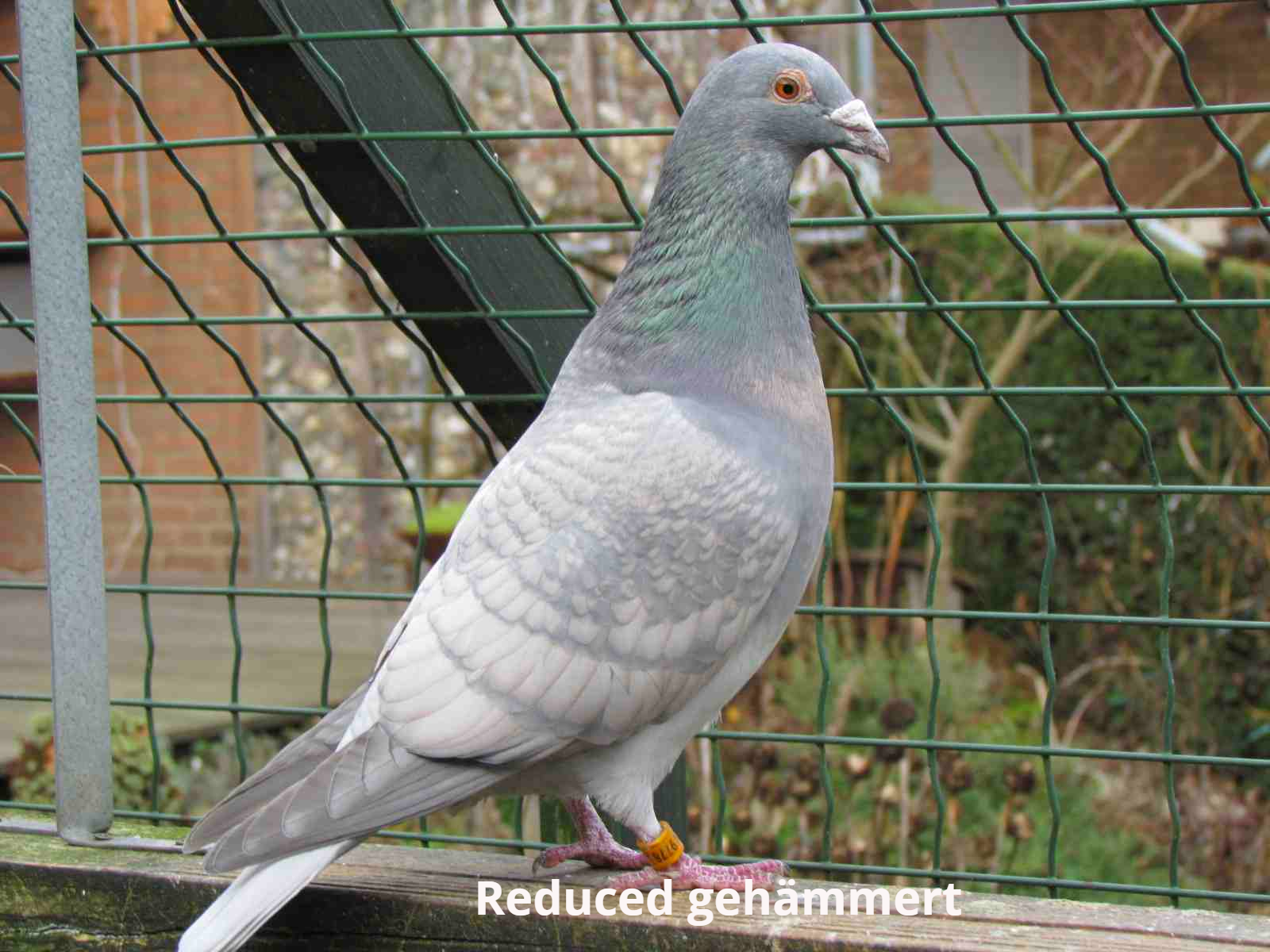 Webseite über Brieftauben mit seltenen Farben und Mutationen