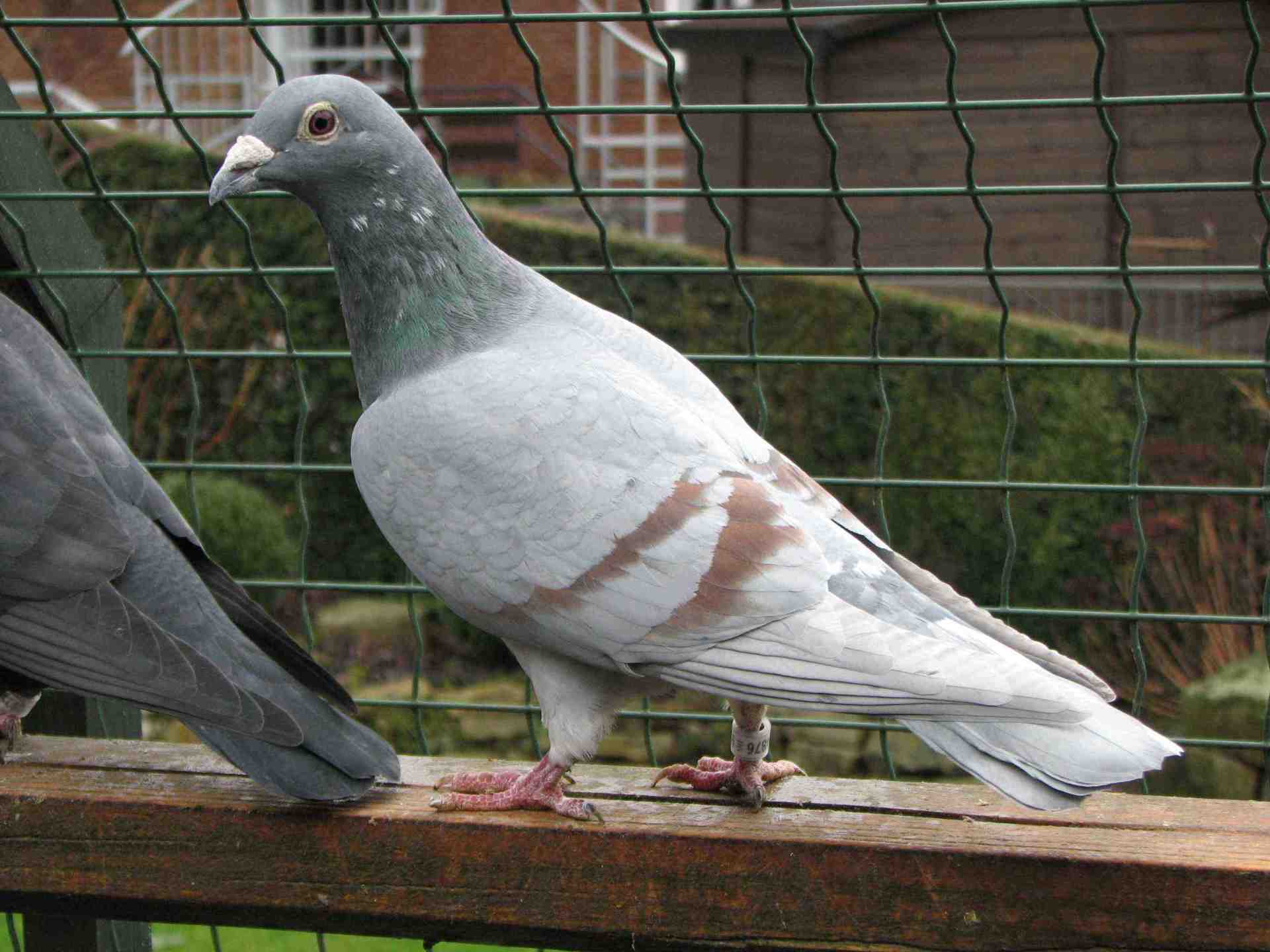 bunte Brieftauben, Brieftauben mit seltenen Farben