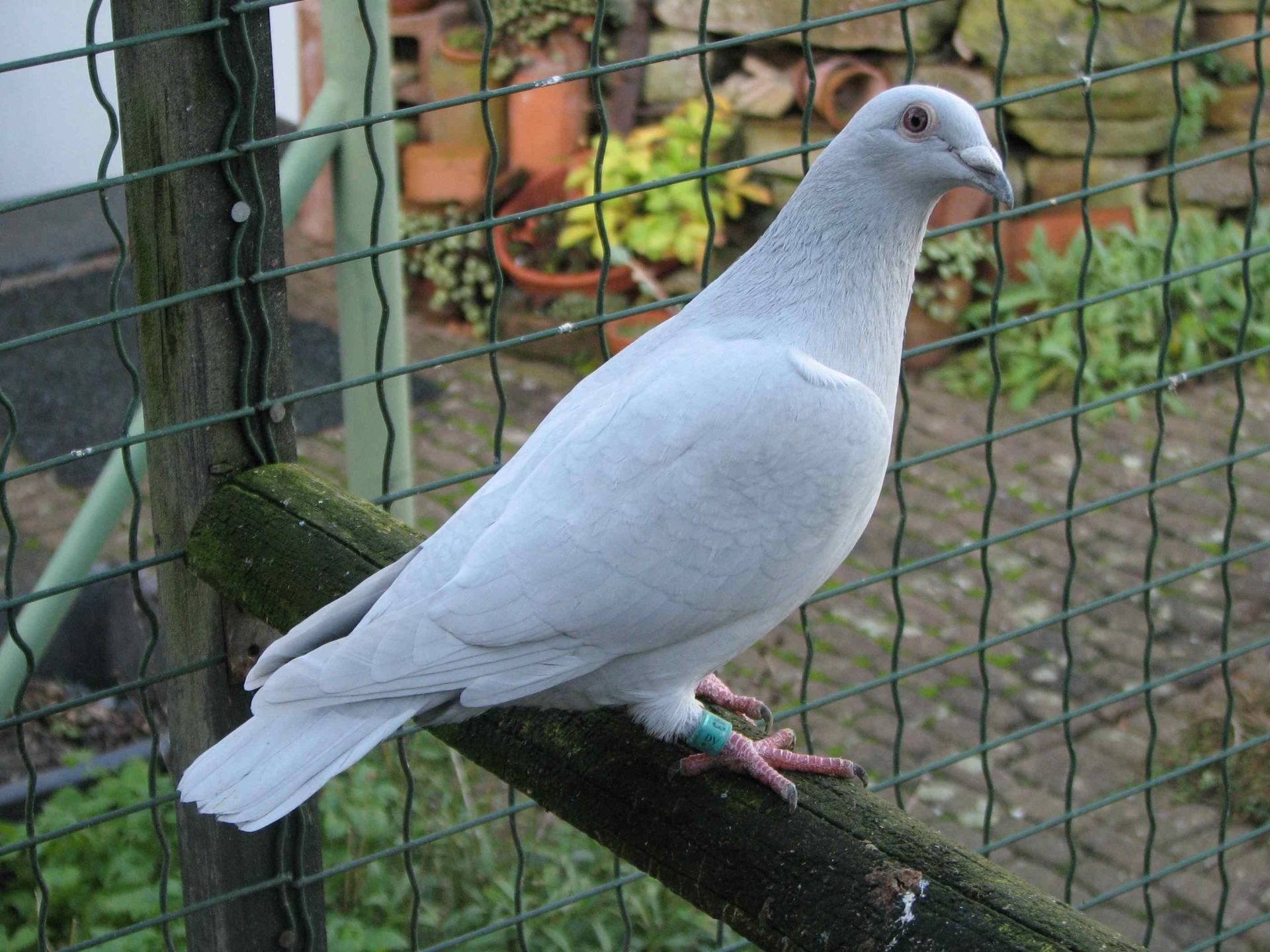 Brieftauben mit seltenen Farben und Mutationen