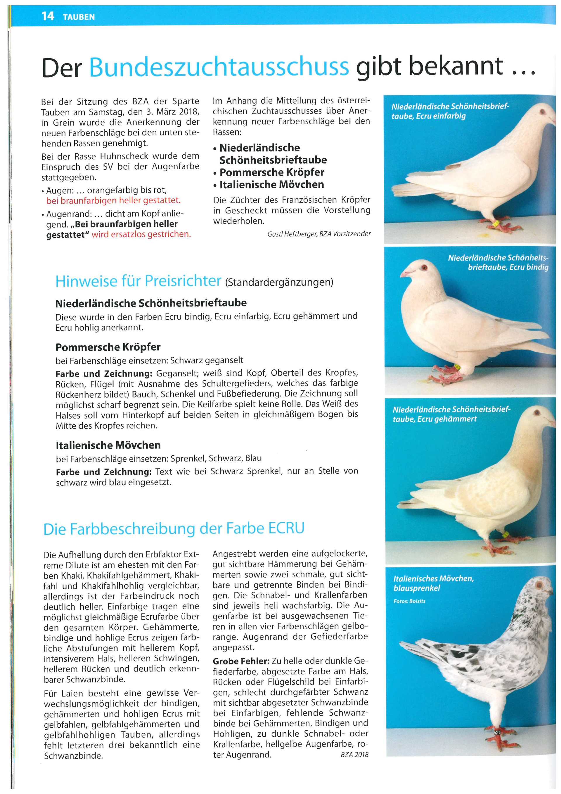 Ecru, Lemon pigeons, extreme dilute pigeons