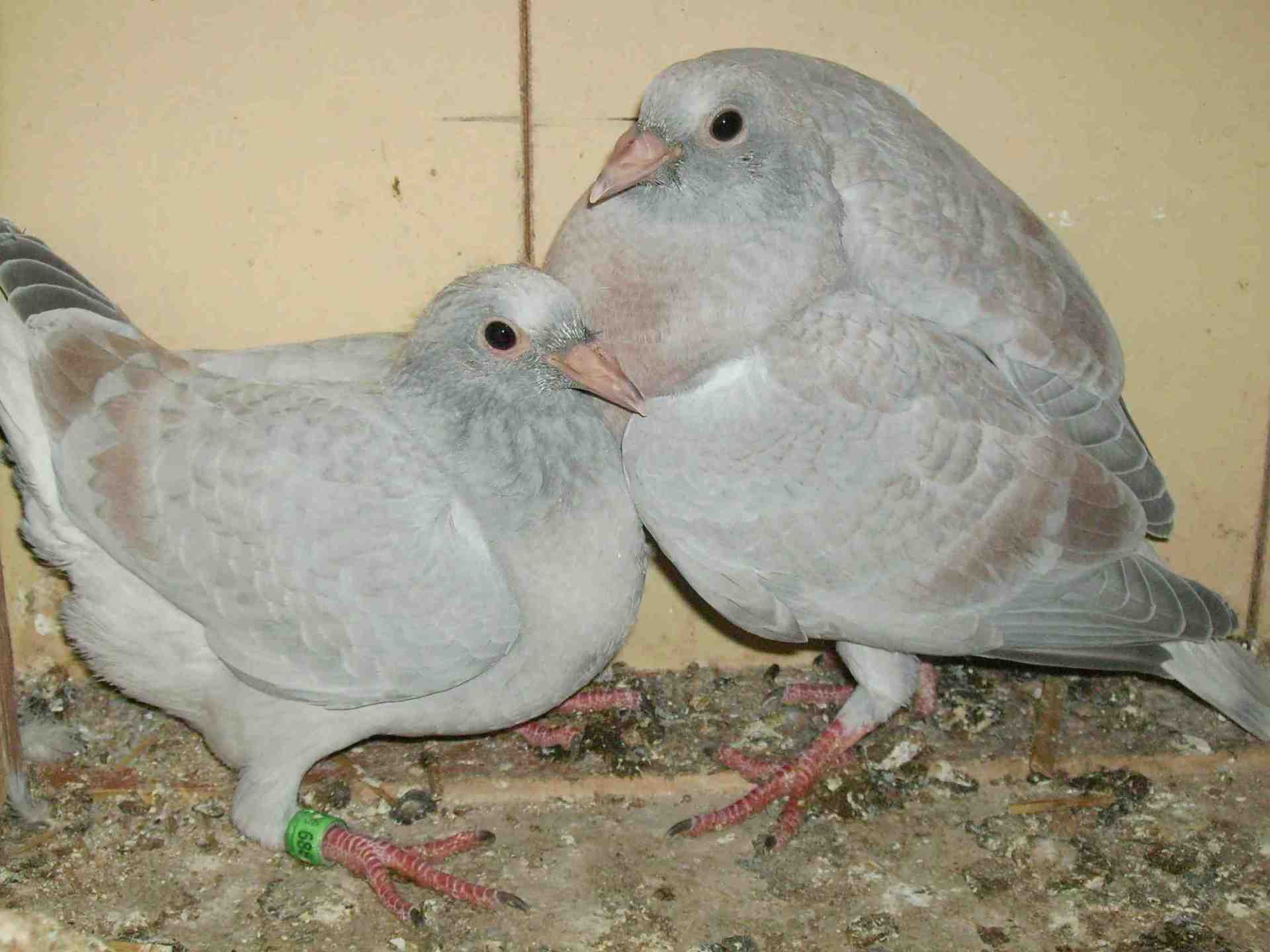 bunte Brieftauben, Brieftauben mit seltenen Farben