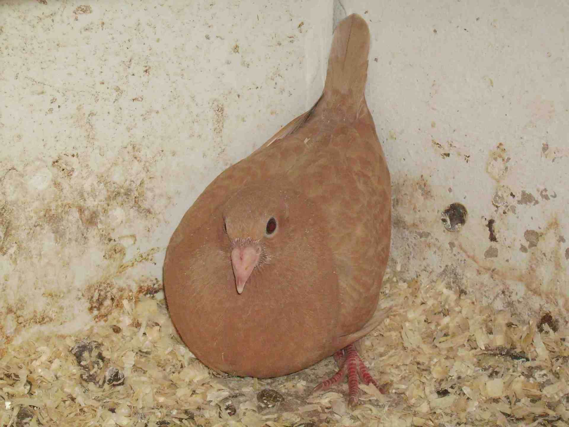 bunte Brieftauben, Brieftauben mit seltenen Farben