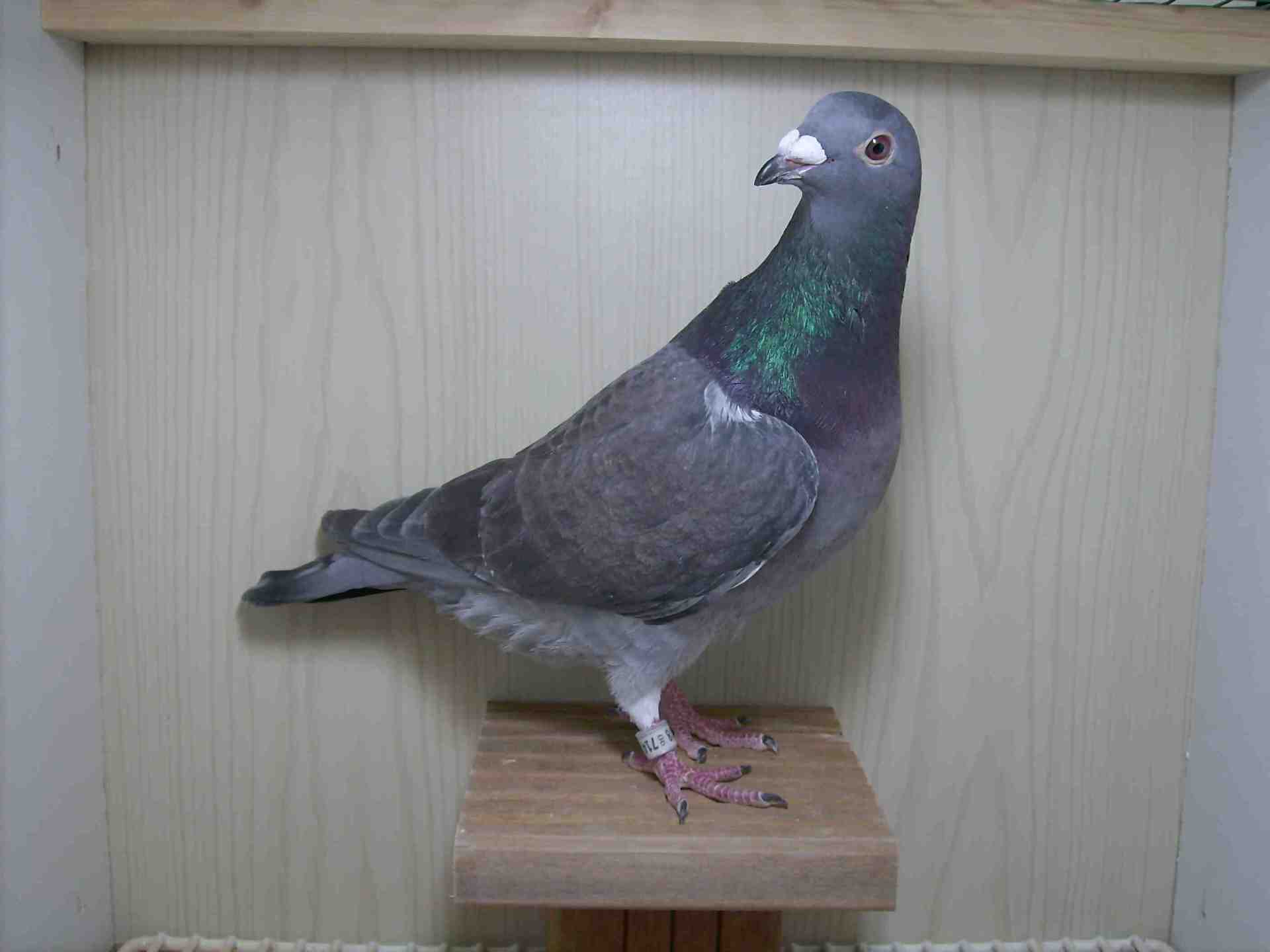 bunte Brieftauben, Brieftauben mit seltenen Farben