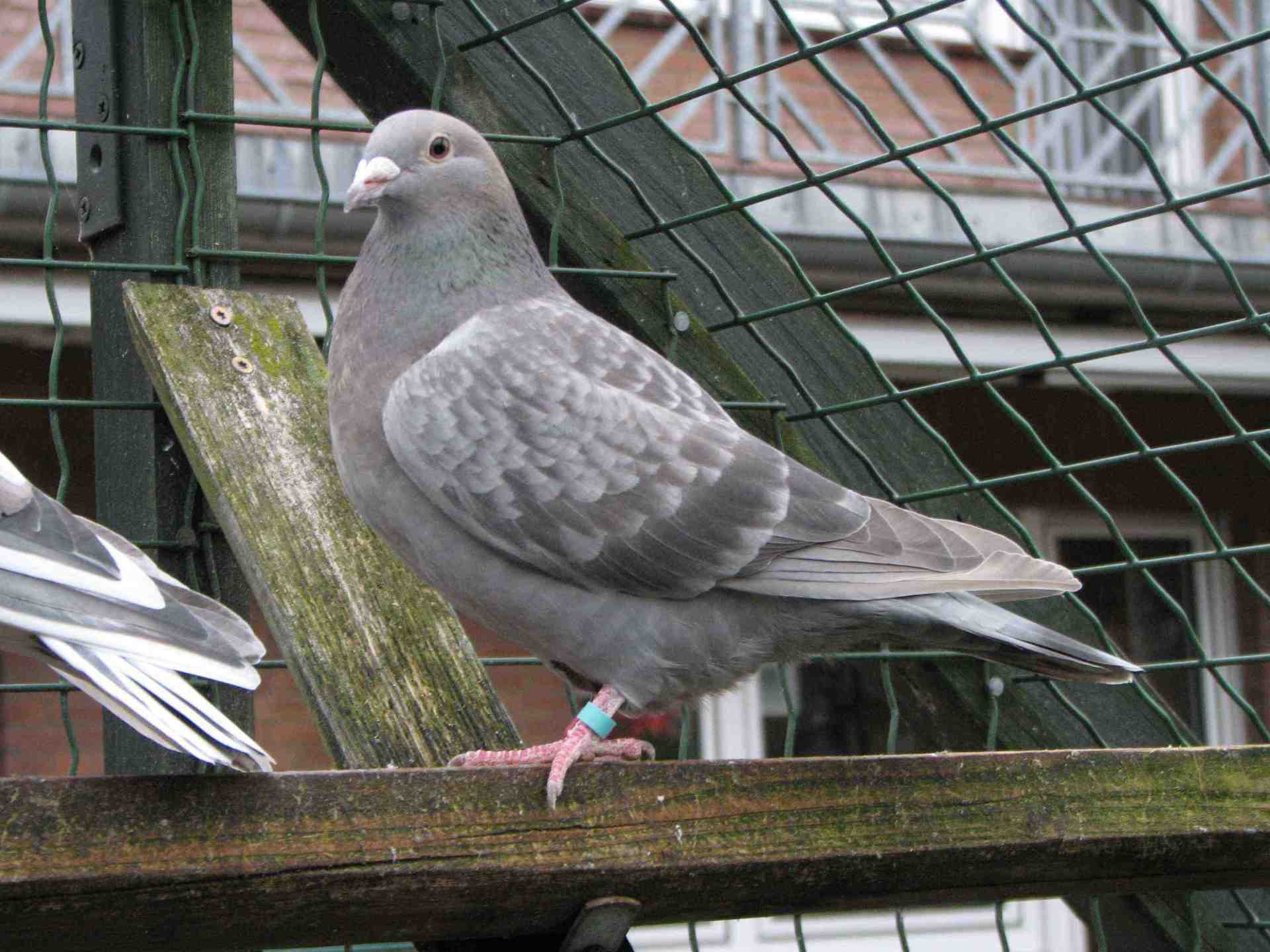 bunte Brieftauben, Brieftauben mit seltenen Farben