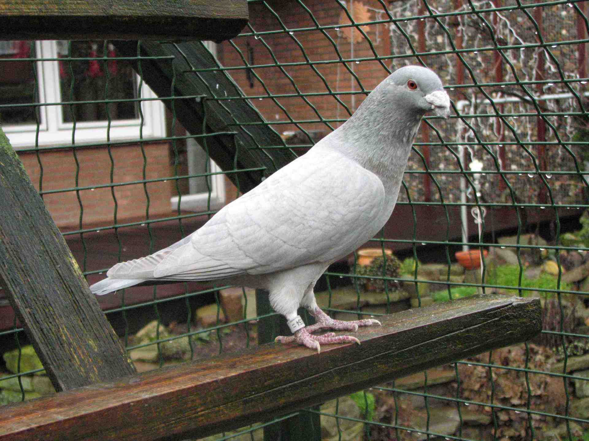 bunte Brieftauben, Brieftauben mit seltenen Farben