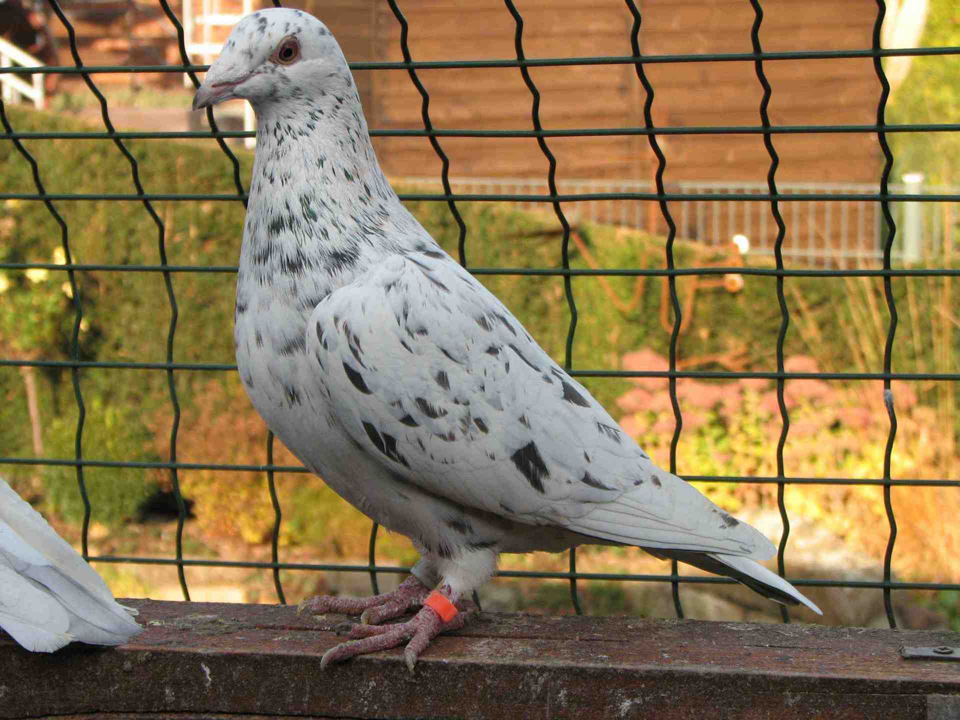 bunte Brieftauben, Brieftauben mit seltenen Farben