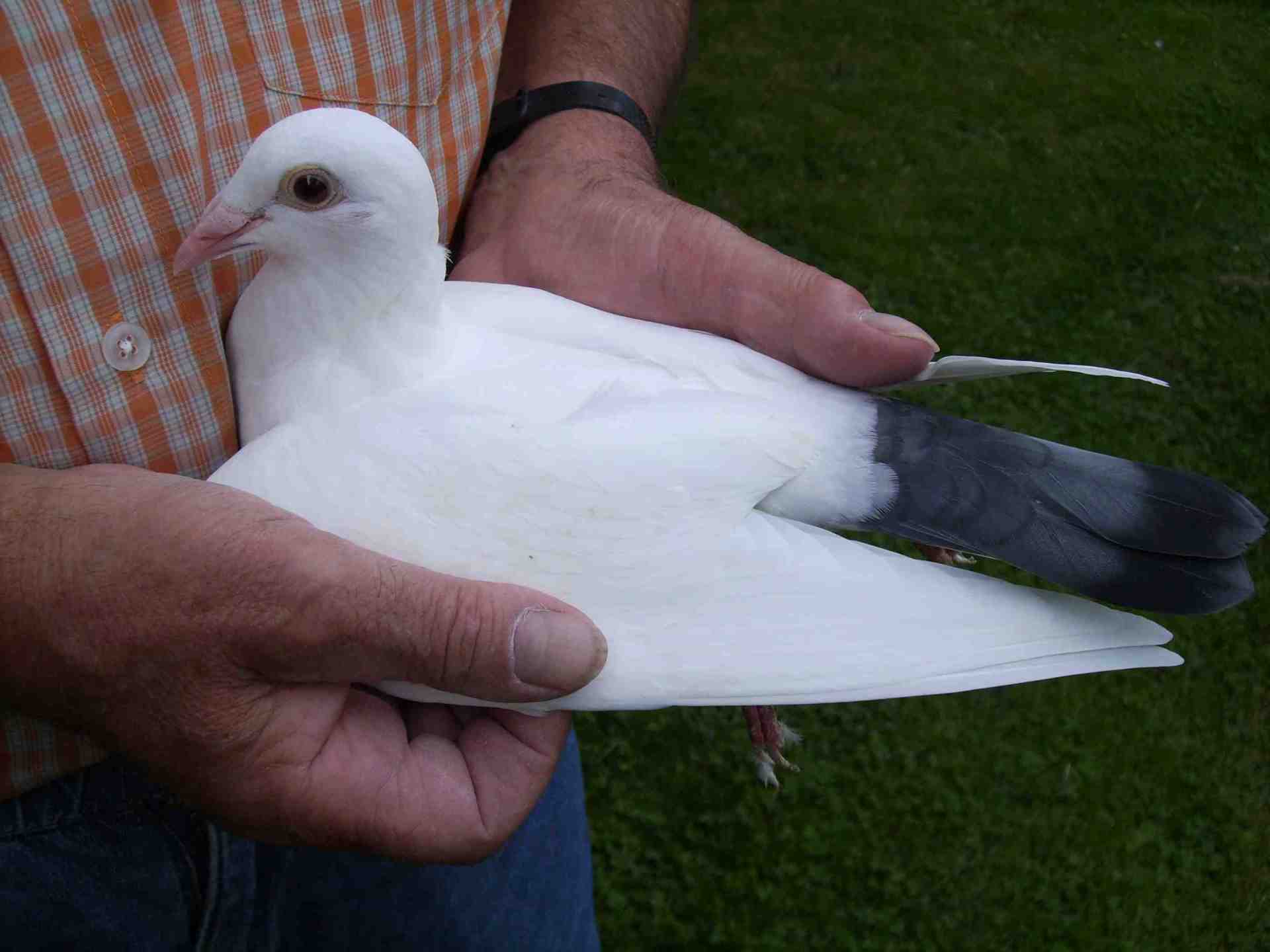 bunte Brieftauben, Brieftauben mit seltenen Farben