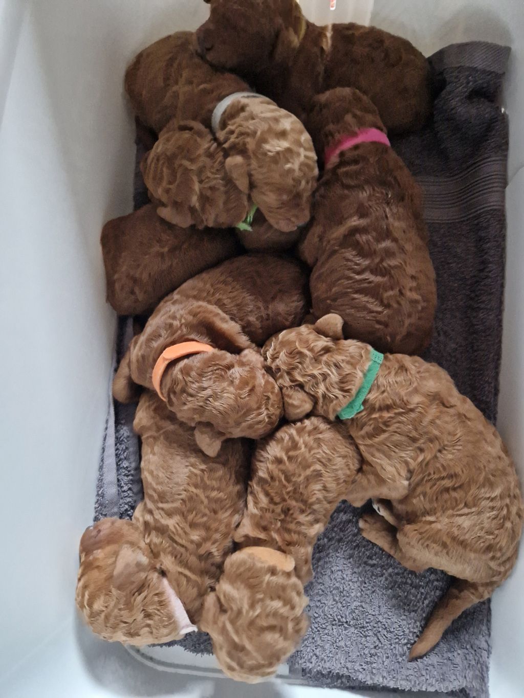 rote Großpudelwelpensuchen ein zuhause!