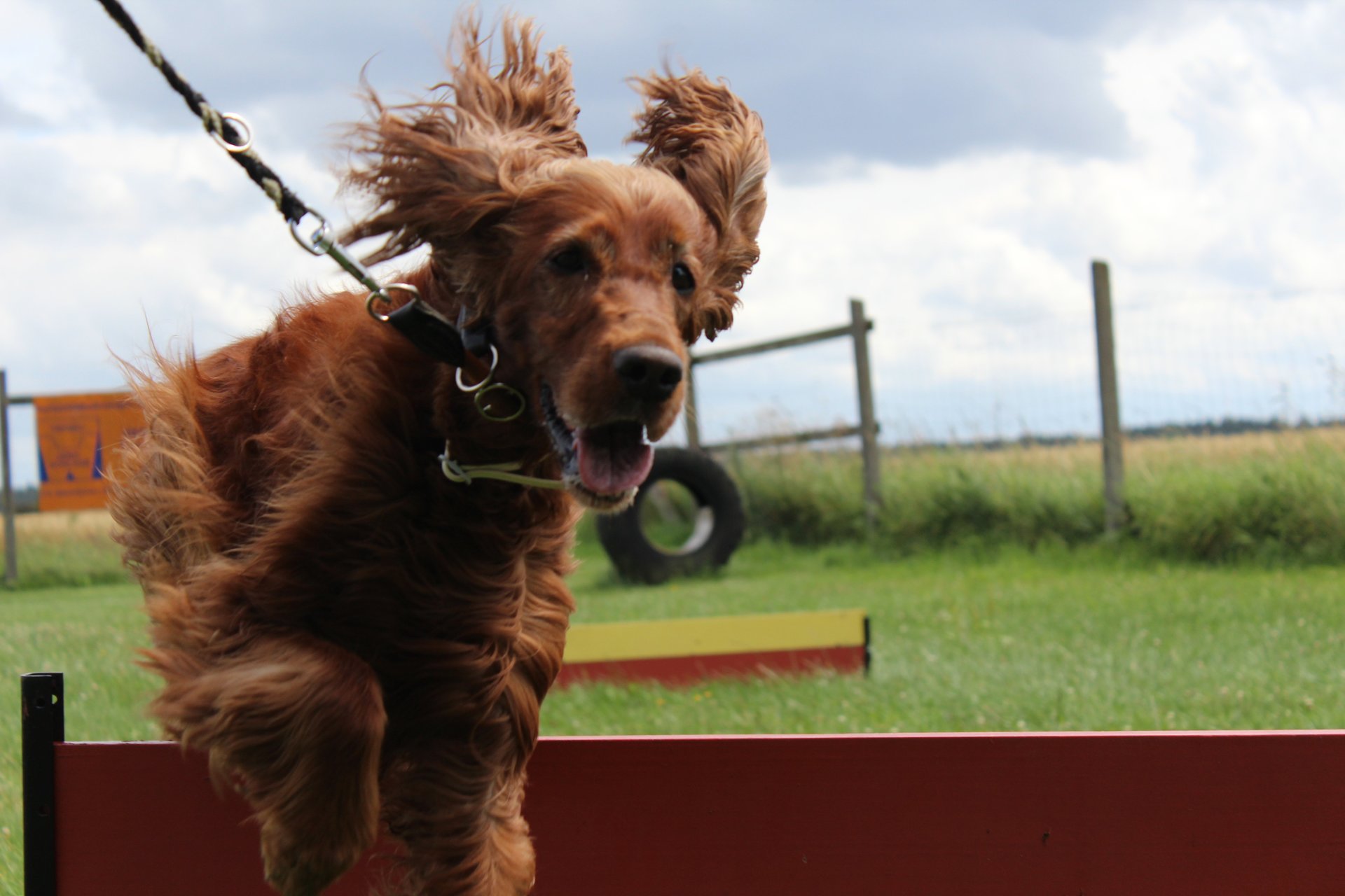 Irish Setter Club Deutschland
