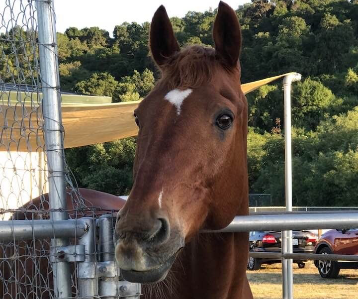 Learn about our amazing support animals | Jasper Ridge Farm
