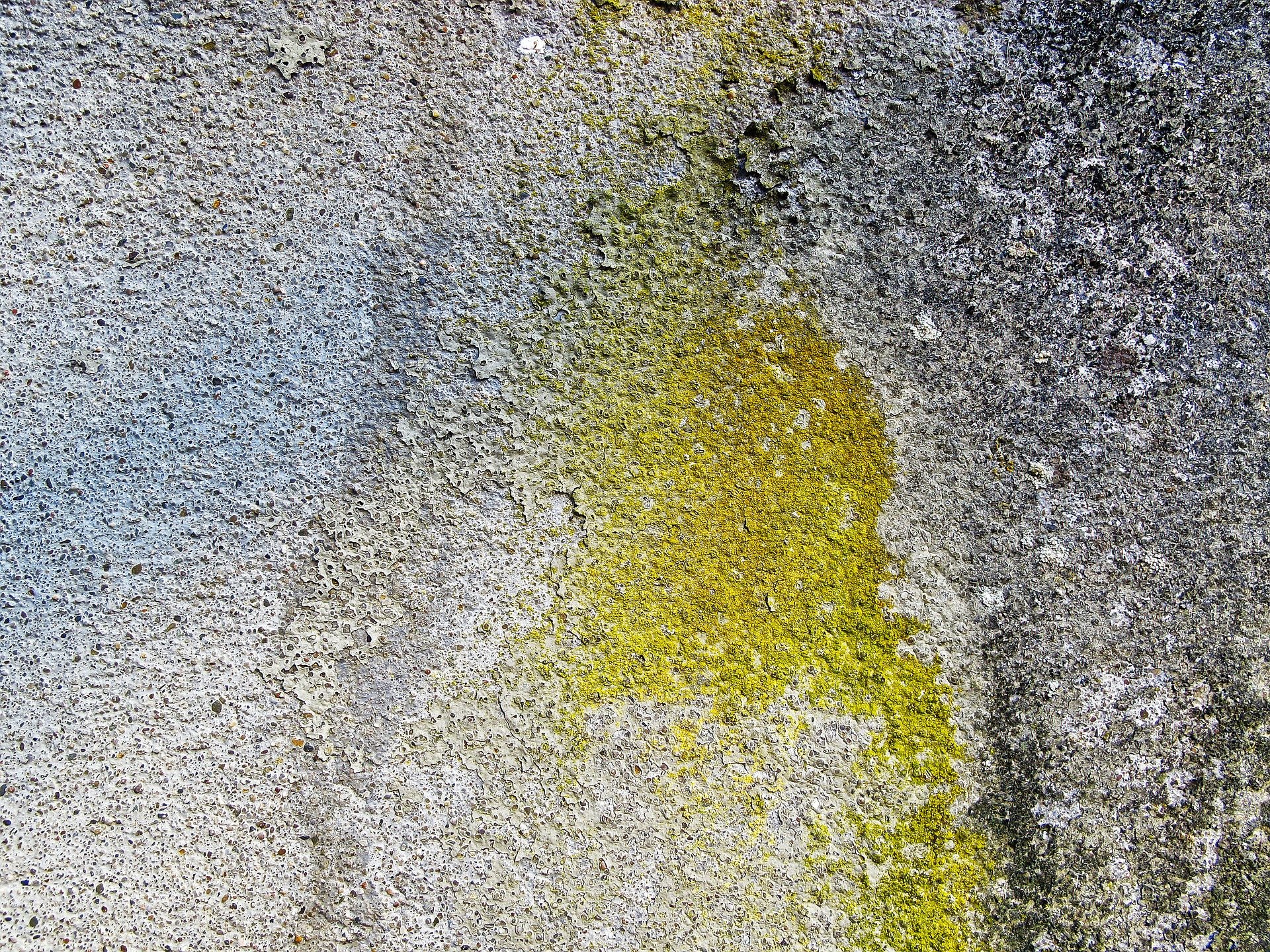 Wie bilden sich Algen und Moos auf Steinoberflächen