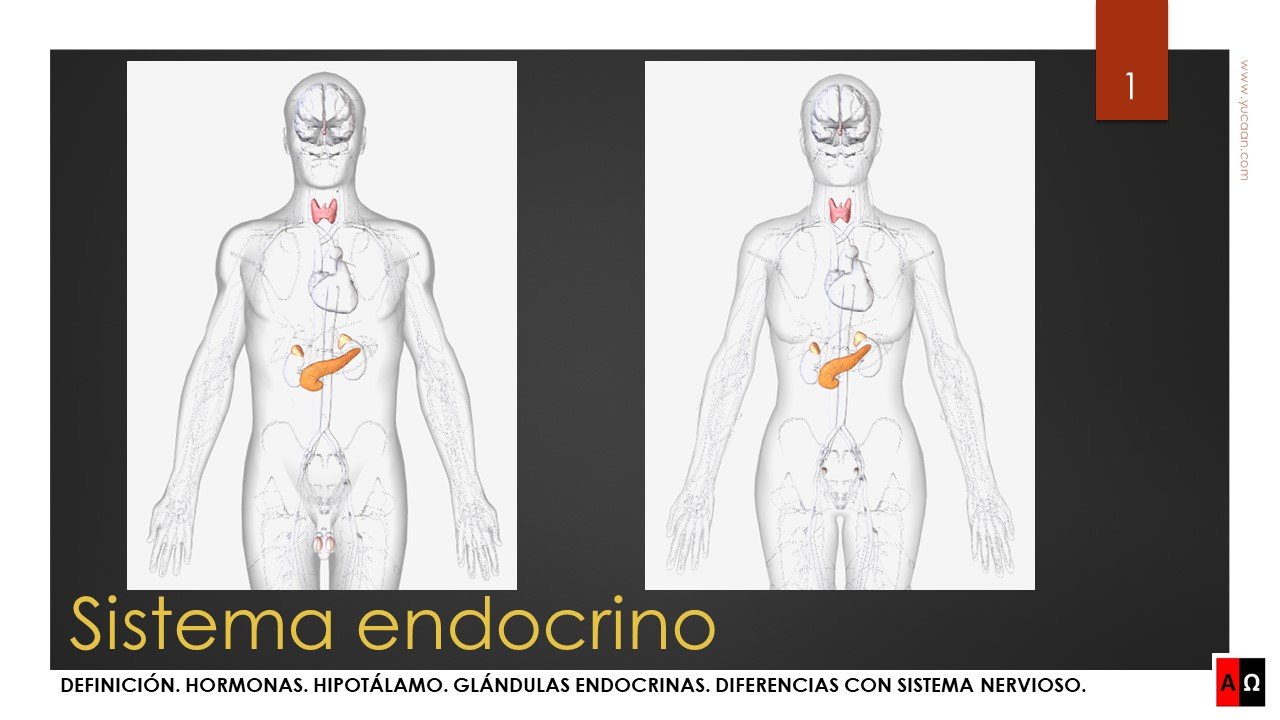 Biología. El cuerpo humano. Relación. Sistema endocrino.
