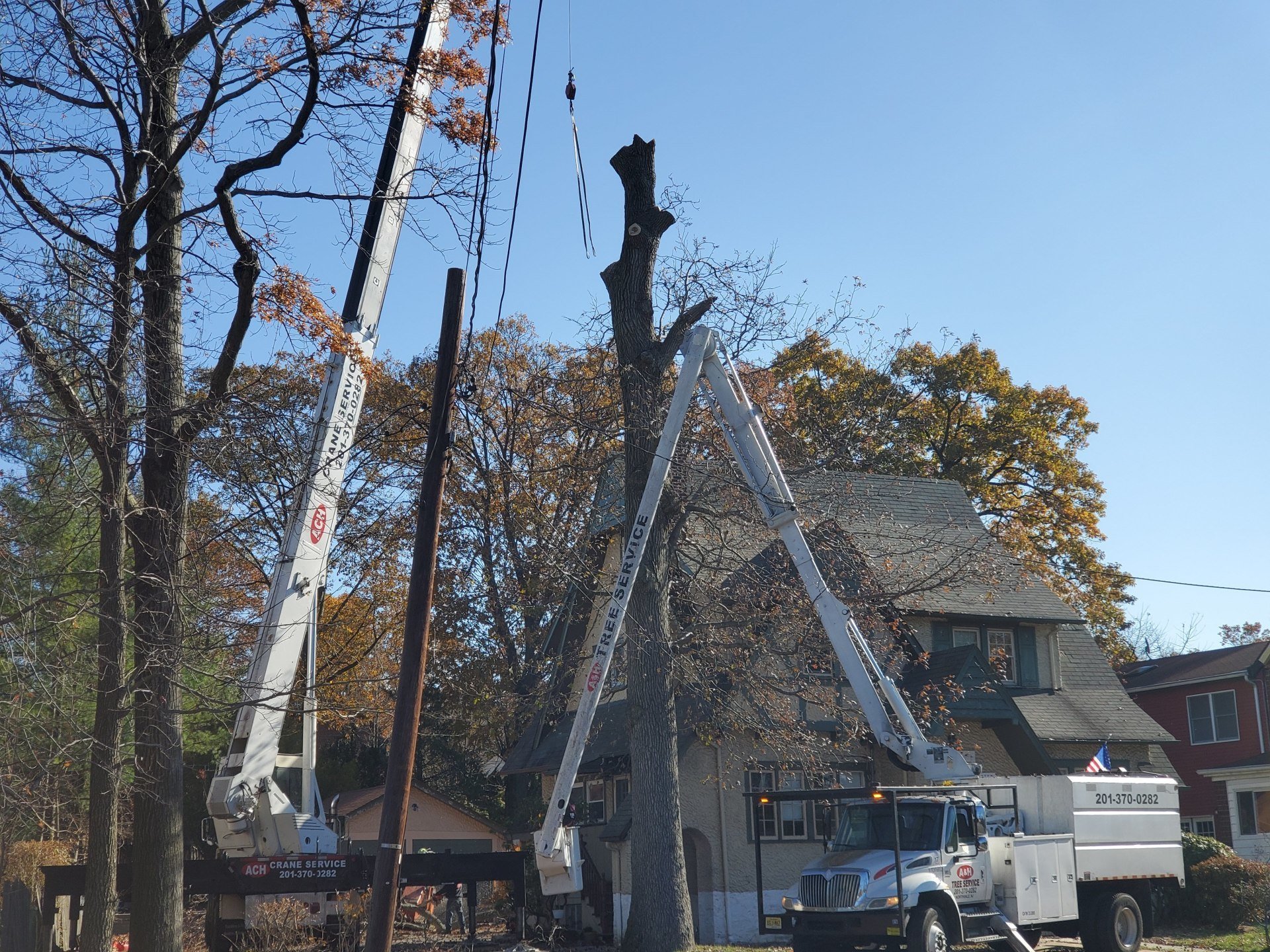 Large Tree Removal Services | A&H Tree Service | Northern New Jersey