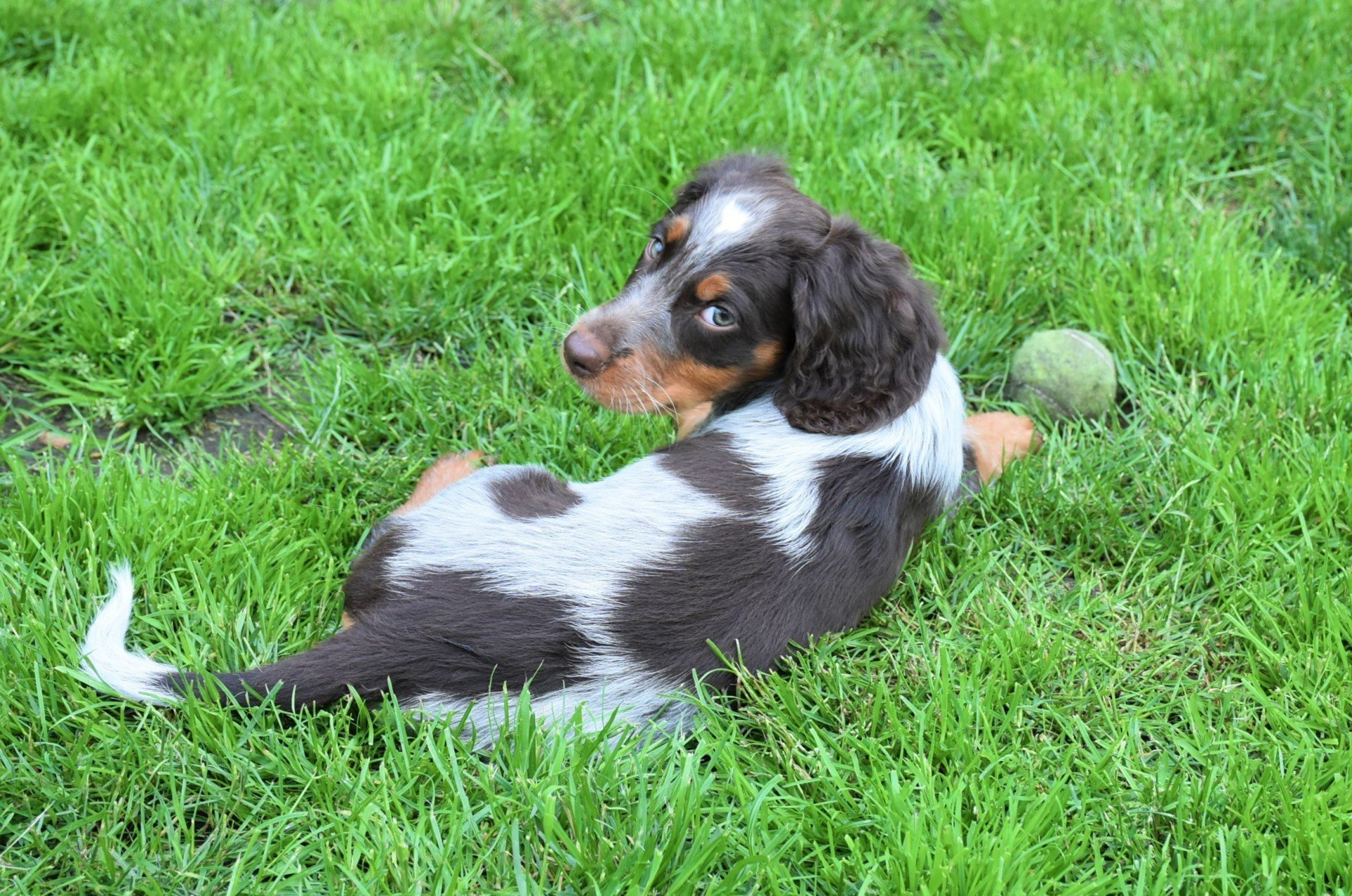 The Premier UK breeder of the Picardy Spaniel