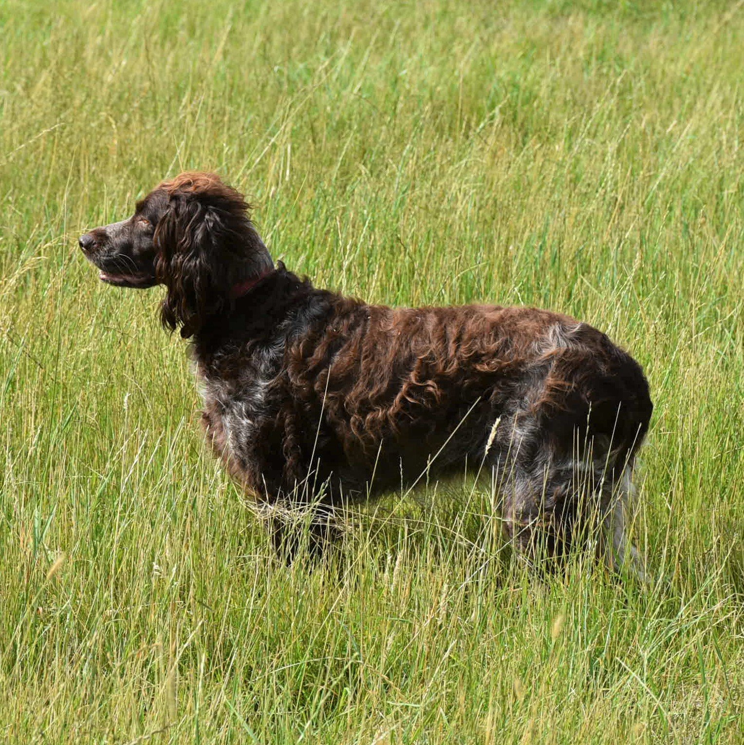 The Premier UK breeder of the Picardy Spaniel