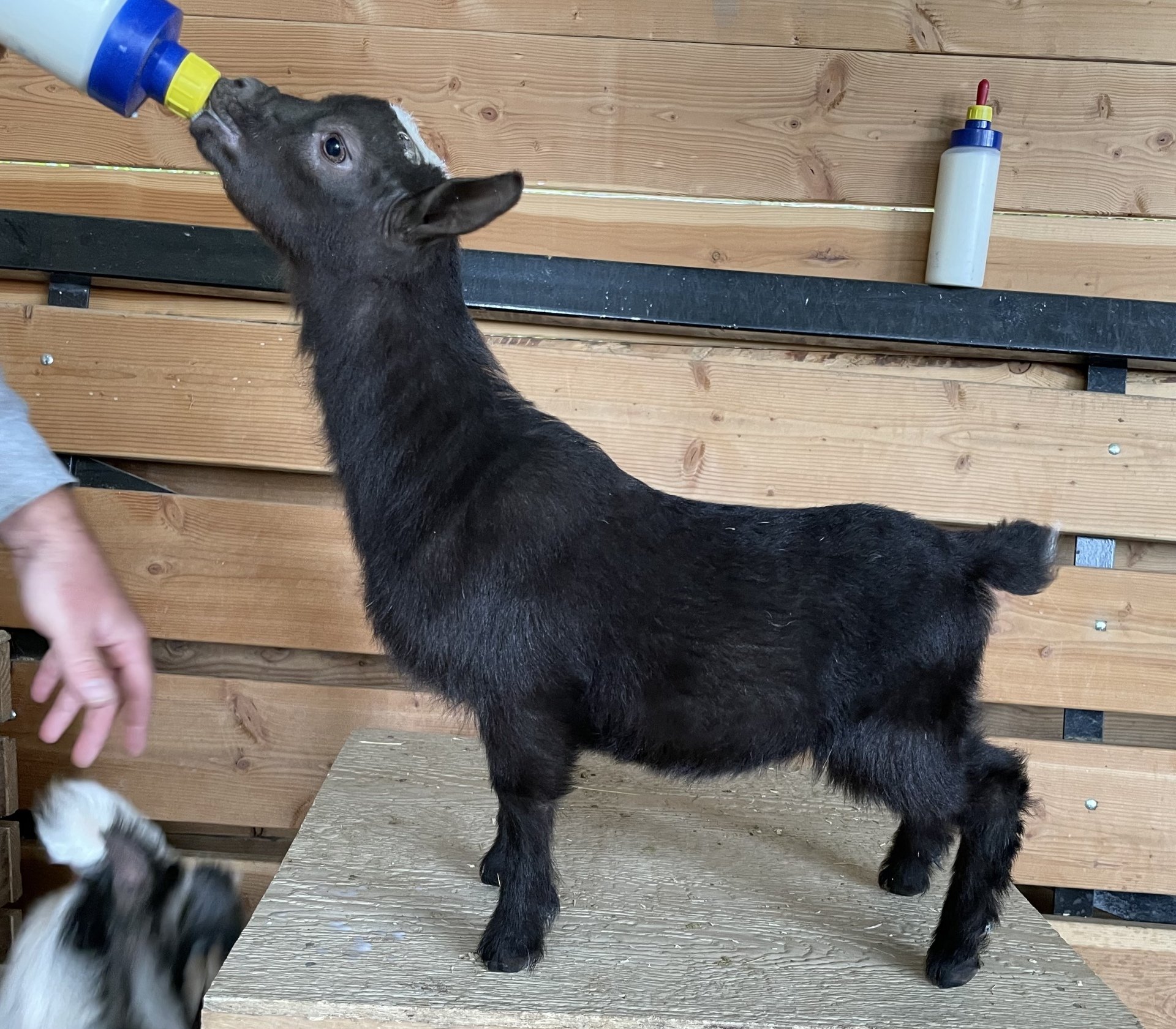 Cougar Meadows Nigerian Dwarf Goats for SALE