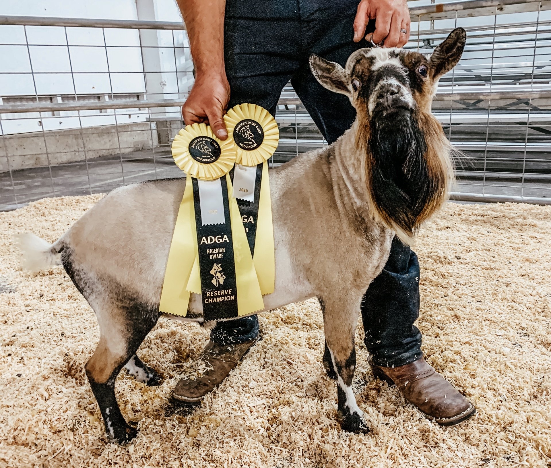 Hells Canyon Dairy Goat Show 2020