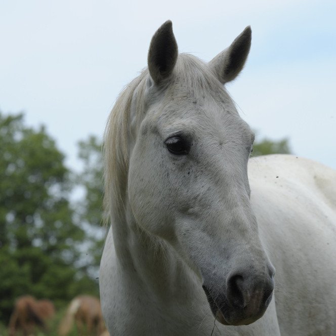 Qui sommes nous ? Présentation de l'équipe - LES CHEVAUX DU VERDON