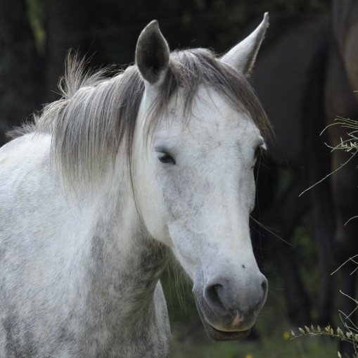 Qui sommes nous ? Présentation de l'équipe - LES CHEVAUX DU VERDON
