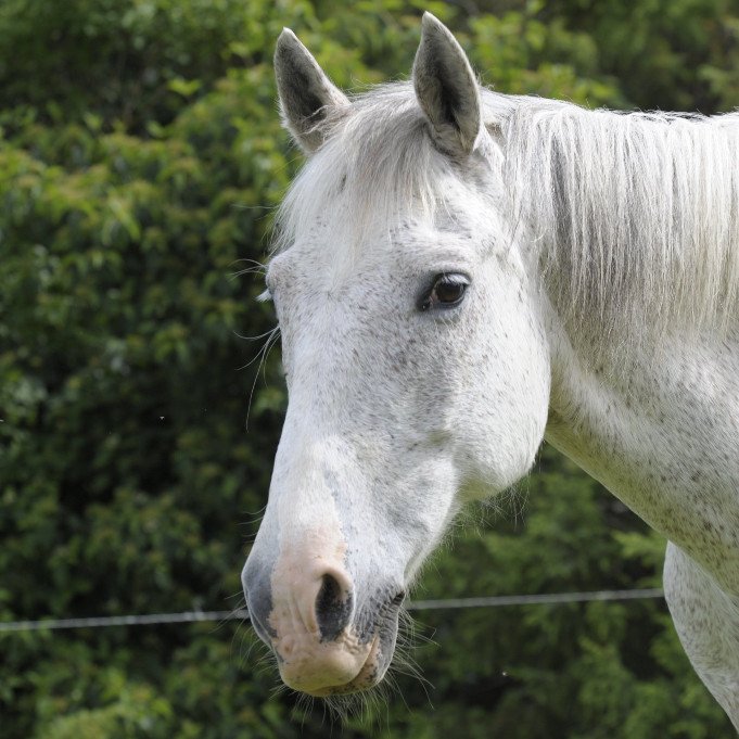 Qui sommes nous ? Présentation de l'équipe - LES CHEVAUX DU VERDON