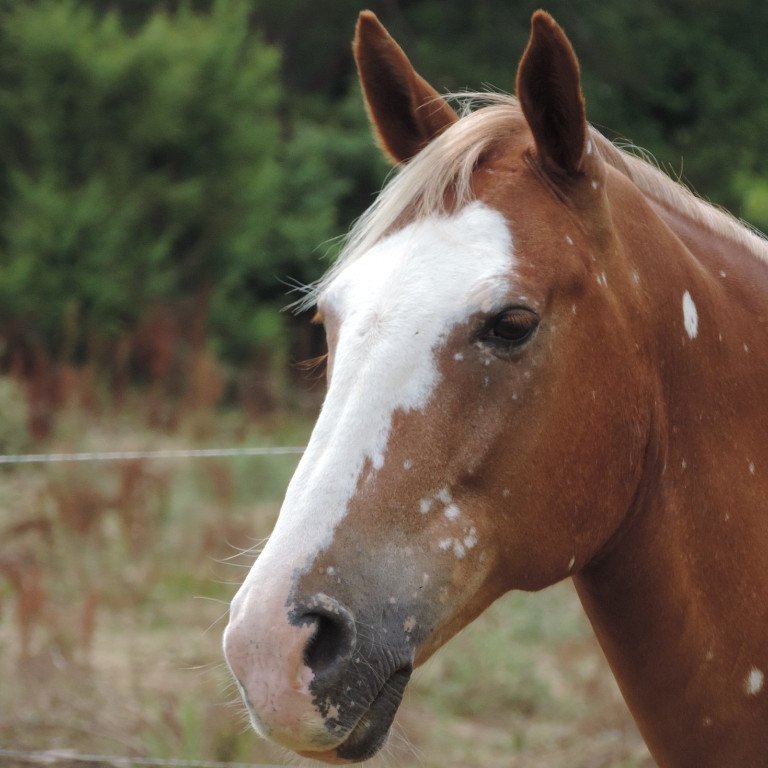 Qui sommes nous ? Présentation de l'équipe - LES CHEVAUX DU VERDON