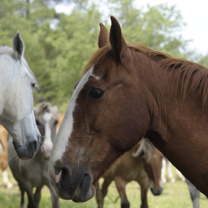 Qui sommes nous ? Présentation de l'équipe - LES CHEVAUX DU VERDON