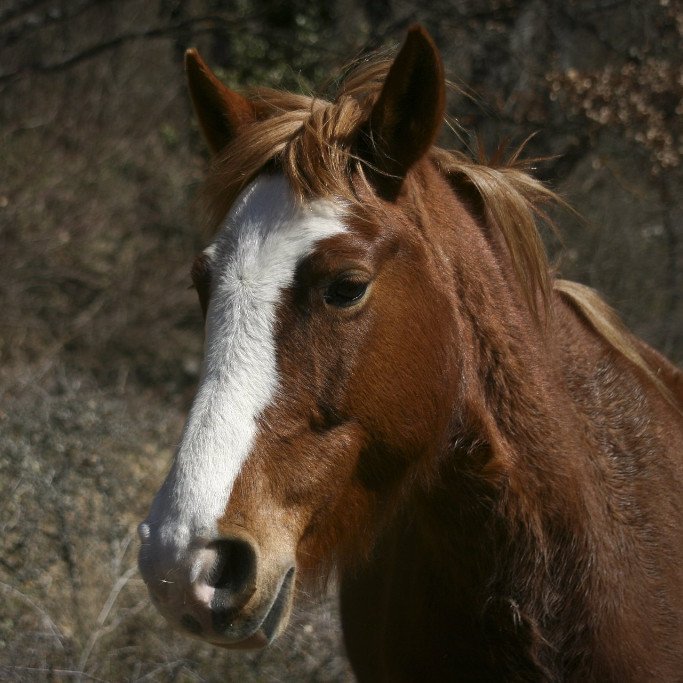 Qui sommes nous ? Présentation de l'équipe - LES CHEVAUX DU VERDON