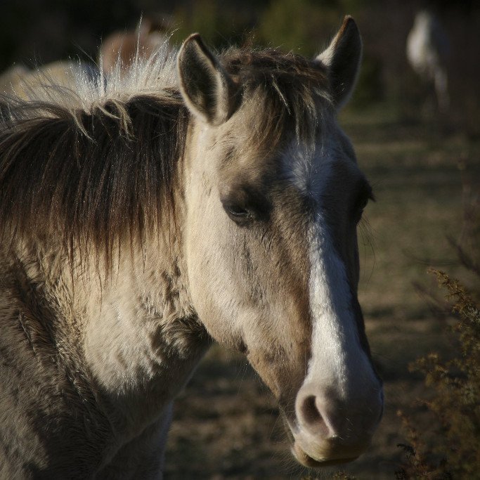 Qui sommes nous ? Présentation de l'équipe - LES CHEVAUX DU VERDON