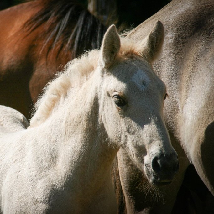 Qui sommes nous ? Présentation de l'équipe - LES CHEVAUX DU VERDON