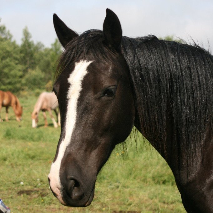 Qui sommes nous ? Présentation de l'équipe - LES CHEVAUX DU VERDON