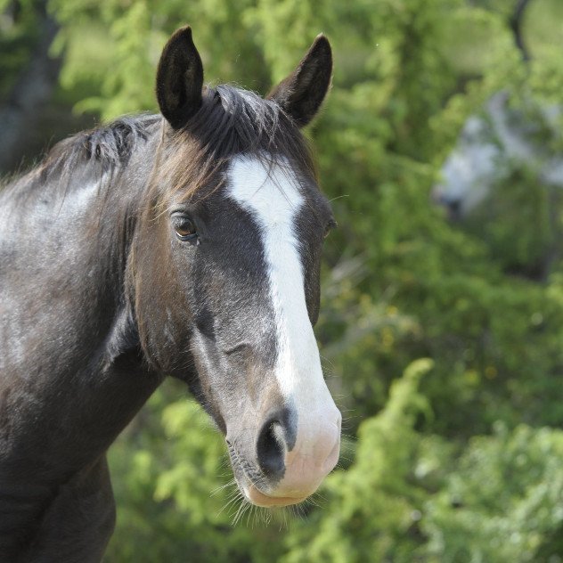Qui sommes nous ? Présentation de l'équipe - LES CHEVAUX DU VERDON