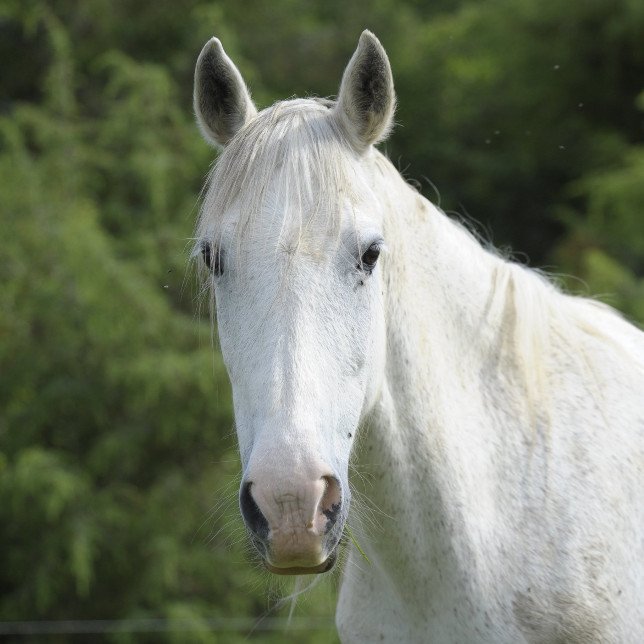 Qui sommes nous ? Présentation de l'équipe - LES CHEVAUX DU VERDON