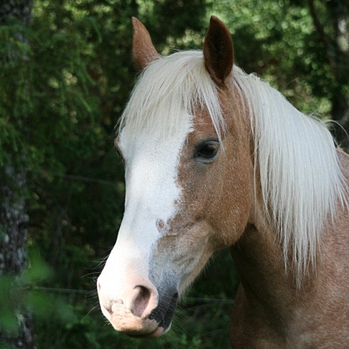 Qui sommes nous ? Présentation de l'équipe - LES CHEVAUX DU VERDON