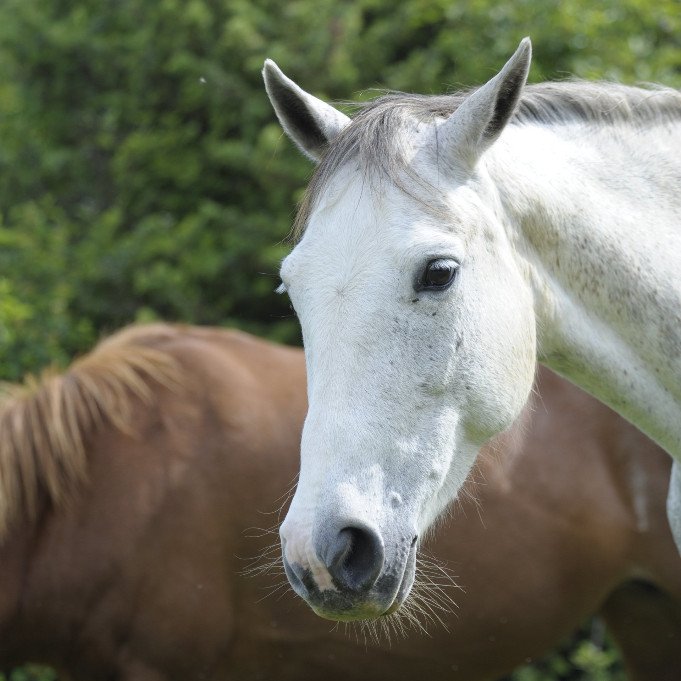 Qui sommes nous ? Présentation de l'équipe - LES CHEVAUX DU VERDON