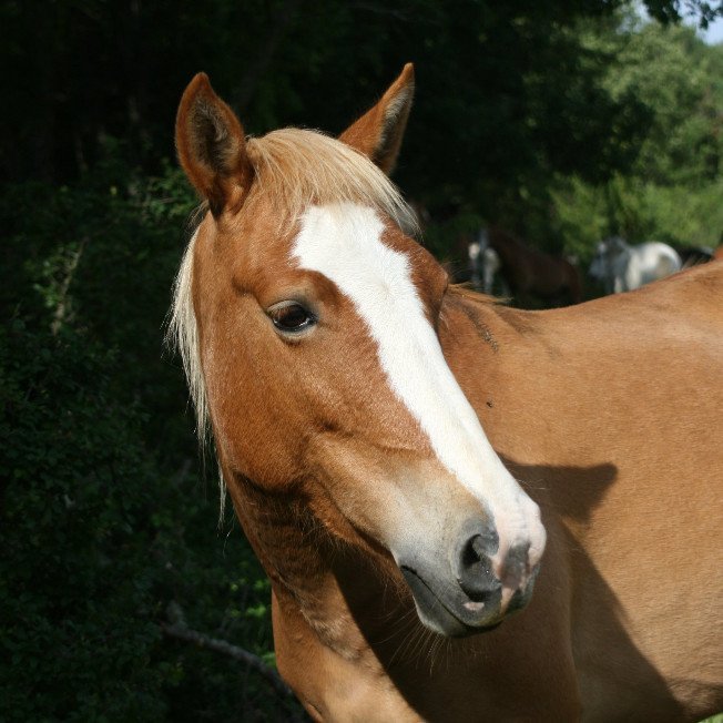 Qui sommes nous ? Présentation de l'équipe - LES CHEVAUX DU VERDON