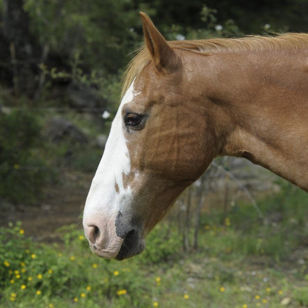 Qui sommes nous ? Présentation de l'équipe - LES CHEVAUX DU VERDON