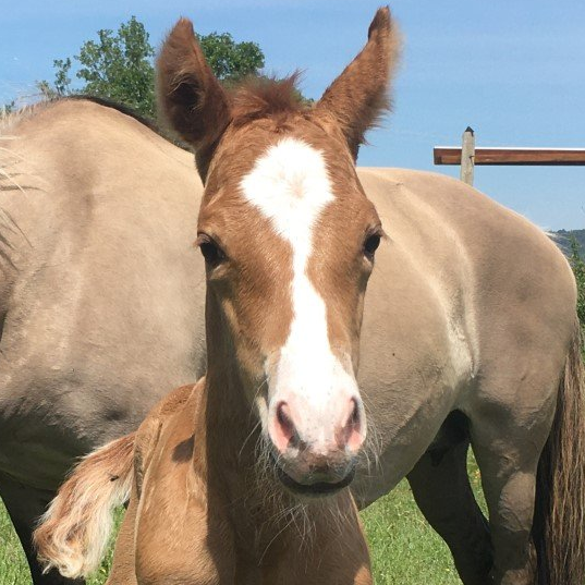 Qui sommes nous ? Présentation de l'équipe - LES CHEVAUX DU VERDON