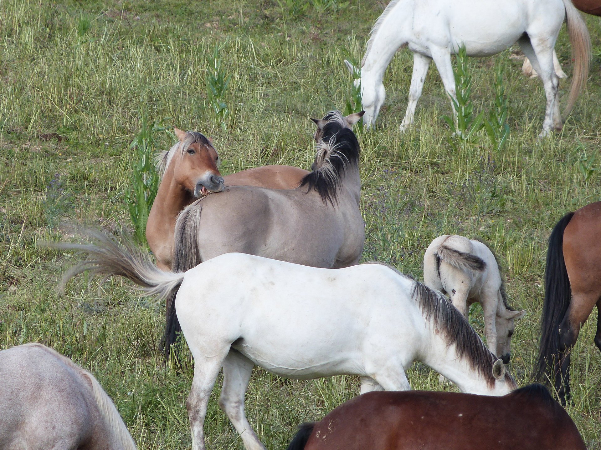 Galerie Photos - LES CHEVAUX DU VERDON