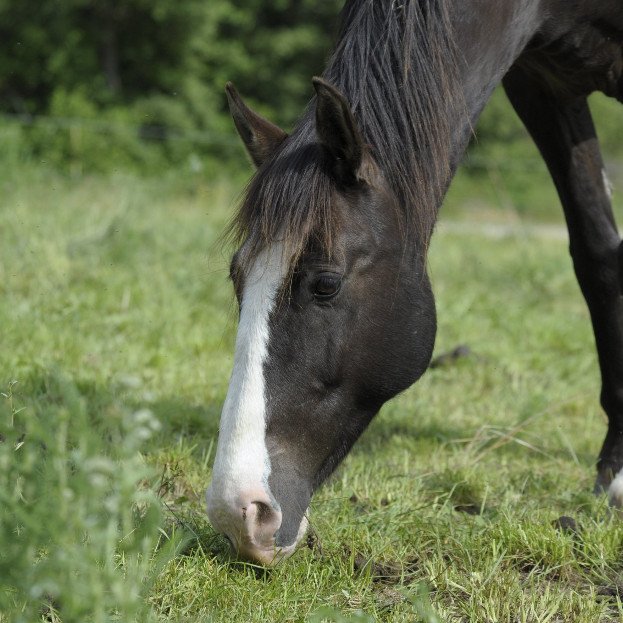Qui sommes nous ? Présentation de l'équipe - LES CHEVAUX DU VERDON