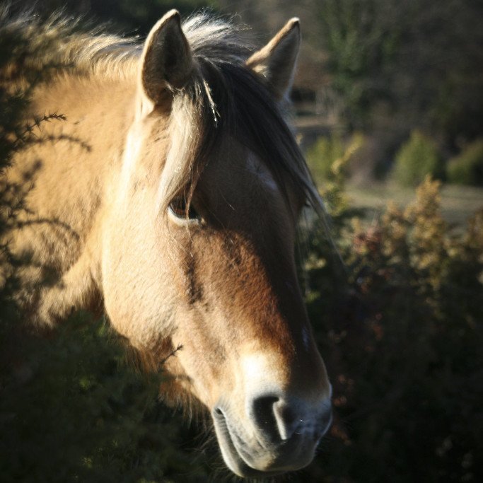 Qui sommes nous ? Présentation de l'équipe - LES CHEVAUX DU VERDON