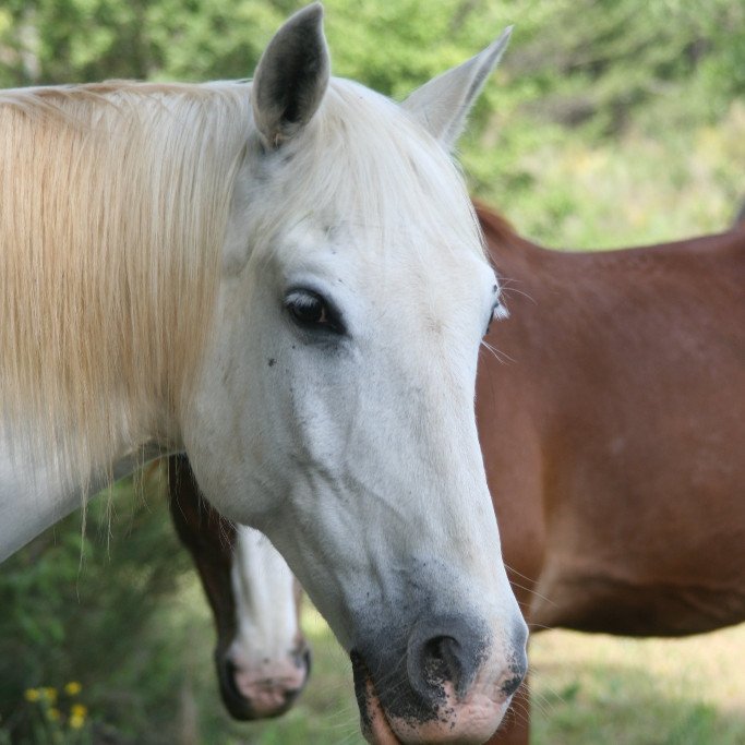 Qui sommes nous ? Présentation de l'équipe - LES CHEVAUX DU VERDON