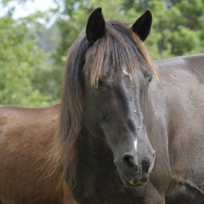 Qui sommes nous ? Présentation de l'équipe - LES CHEVAUX DU VERDON