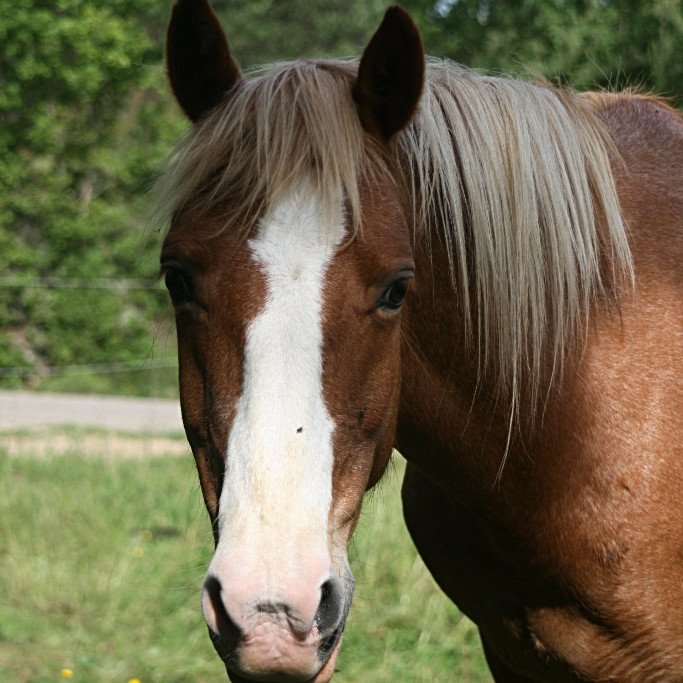 Qui sommes nous ? Présentation de l'équipe - LES CHEVAUX DU VERDON