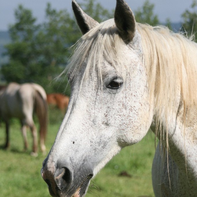 Qui sommes nous ? Présentation de l'équipe - LES CHEVAUX DU VERDON