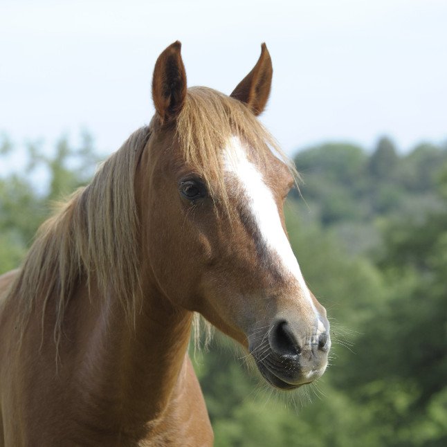 Qui sommes nous ? Présentation de l'équipe - LES CHEVAUX DU VERDON