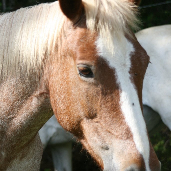 Qui sommes nous ? Présentation de l'équipe - LES CHEVAUX DU VERDON