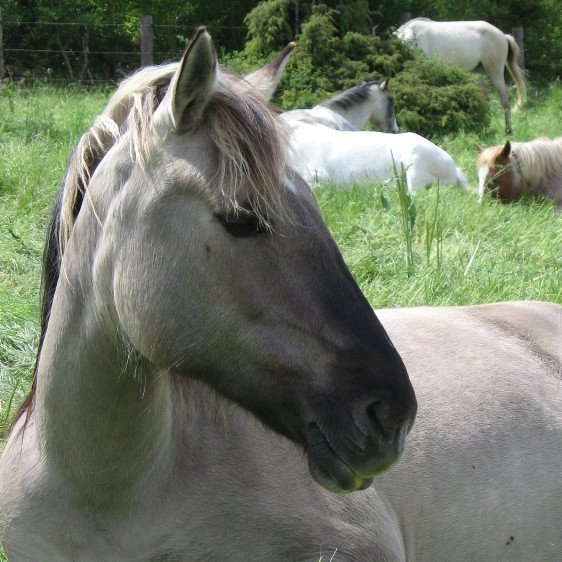Qui sommes nous ? Présentation de l'équipe - LES CHEVAUX DU VERDON