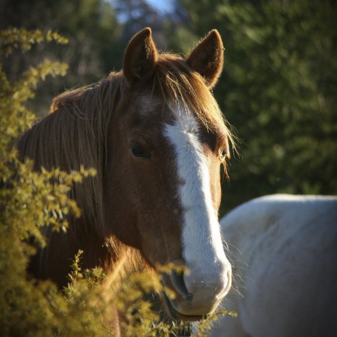 Qui sommes nous ? Présentation de l'équipe - LES CHEVAUX DU VERDON