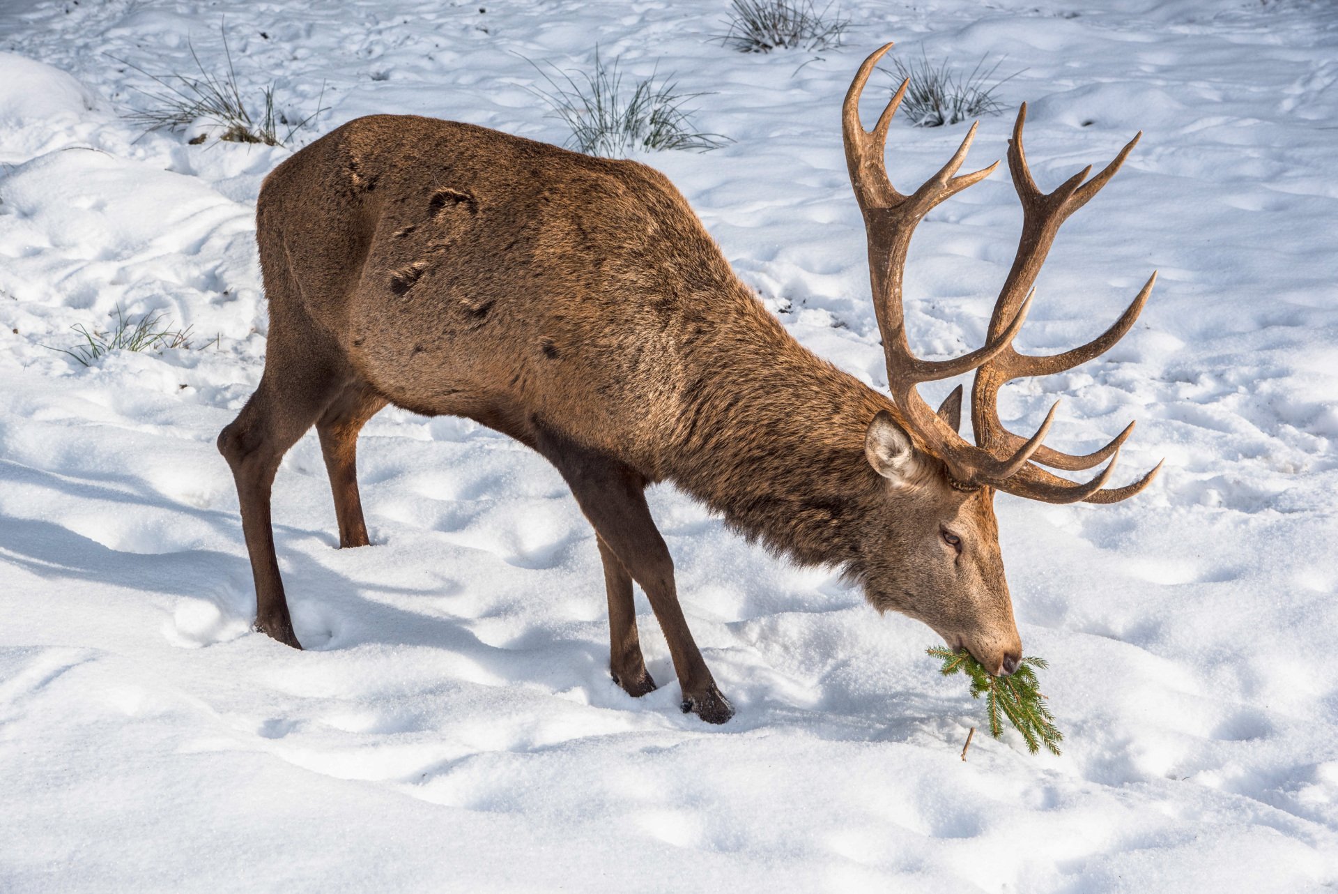 Rücksichtnahme auf Wildtiere im Winter