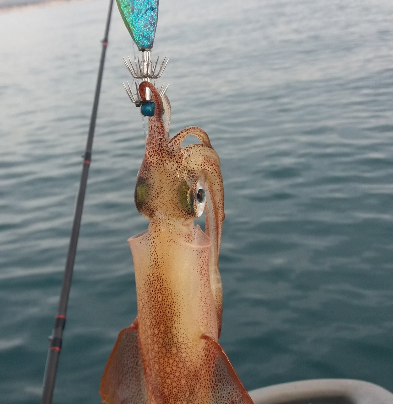 Guide de pêche Méditerranée de Marseille à la Camargue